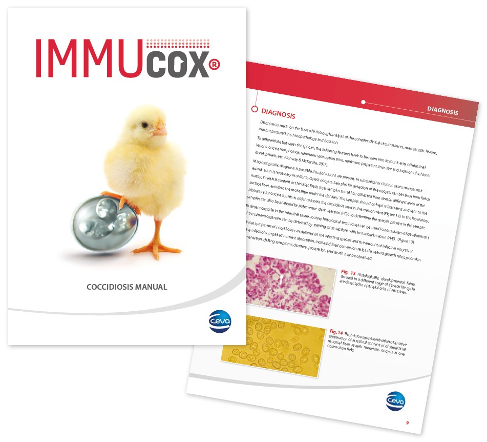 Coccidiosis Symptoms and Lifecycle | Understanding Eimeria in Poultry